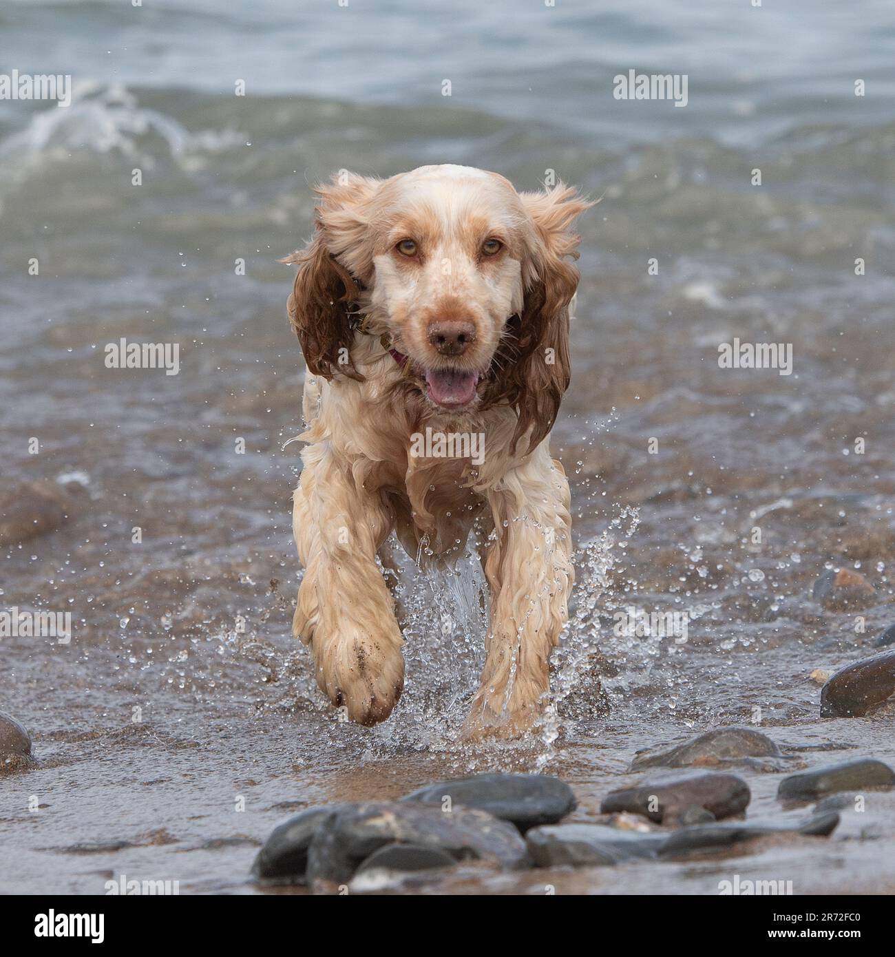 english cocker spaniel running in the sea Stock Photo - Alamy