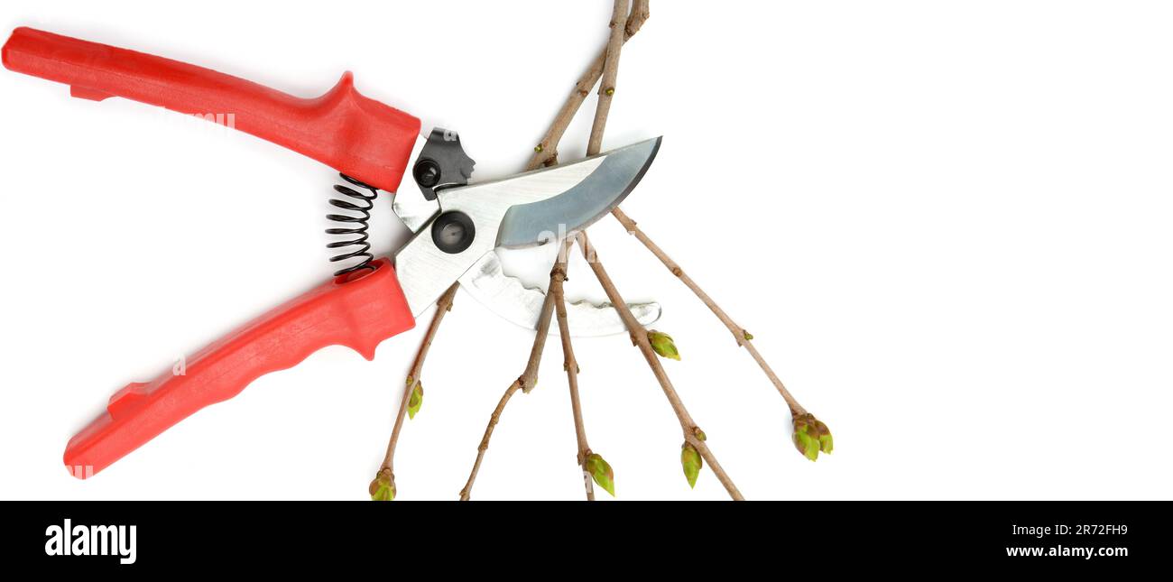 Garden shears and tree twig isolated on white background. Spring pruning. Wide photo. Free space ...