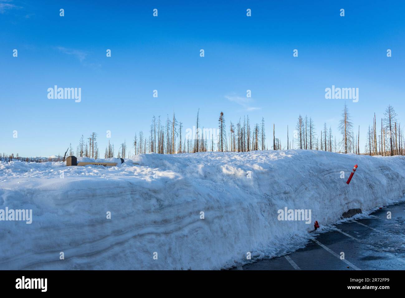 The trees in the snow-covered mountains of Sierra Nevada Stock Photo ...