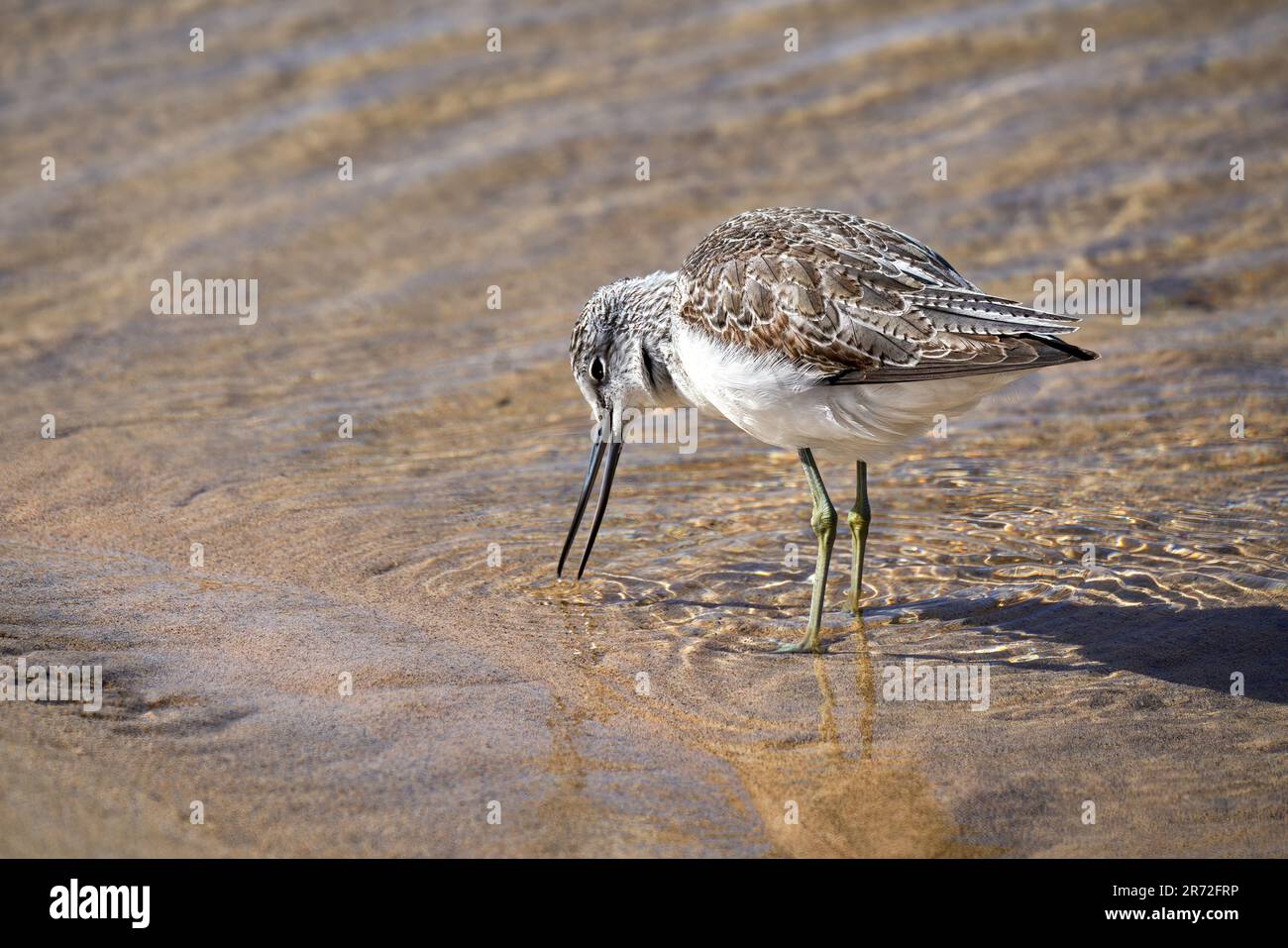 Common greenshank (Tringa nebularia) foraging in shallow water ...