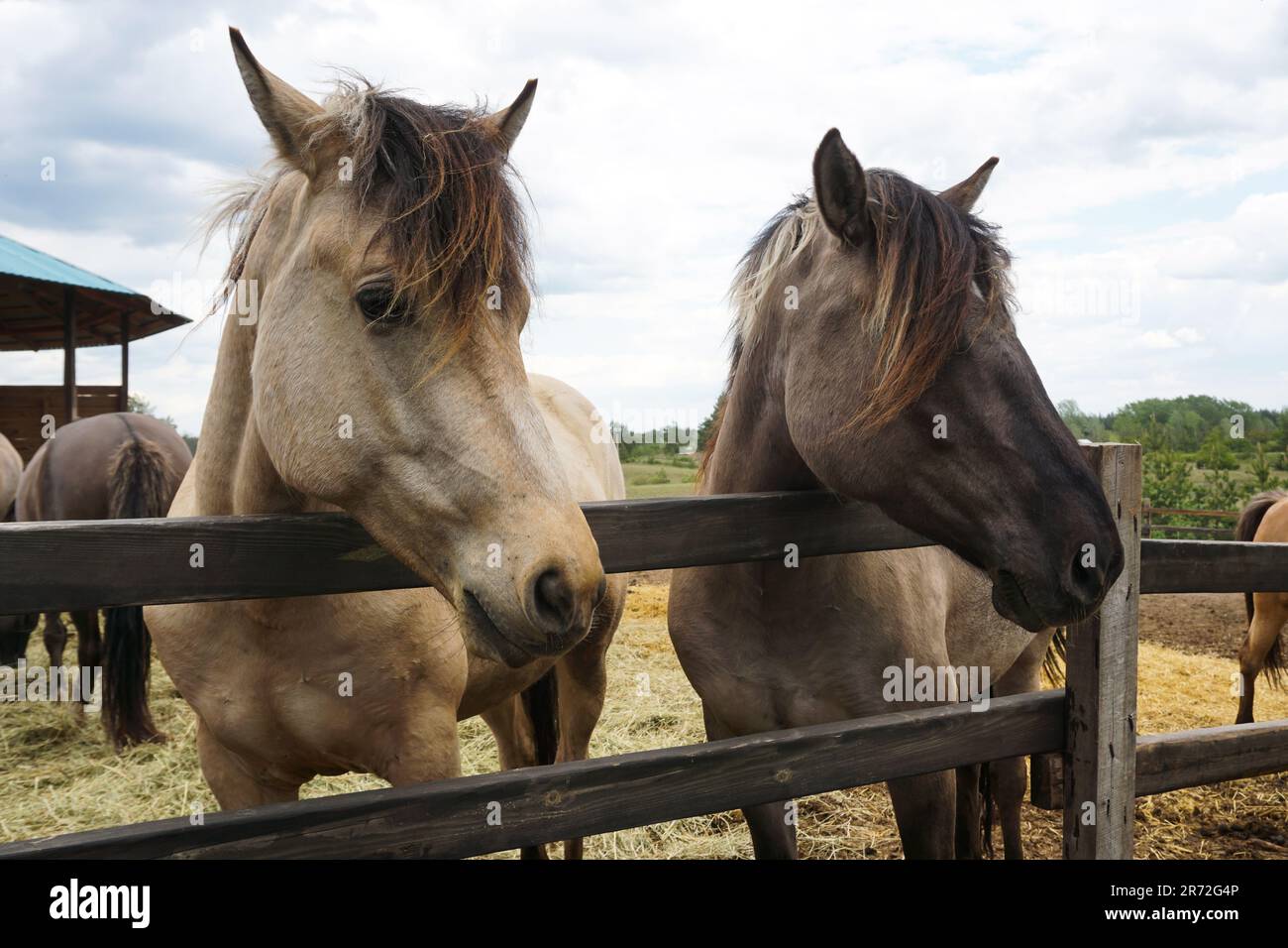 Portrait two horses one black one brown hi-res stock photography and ...