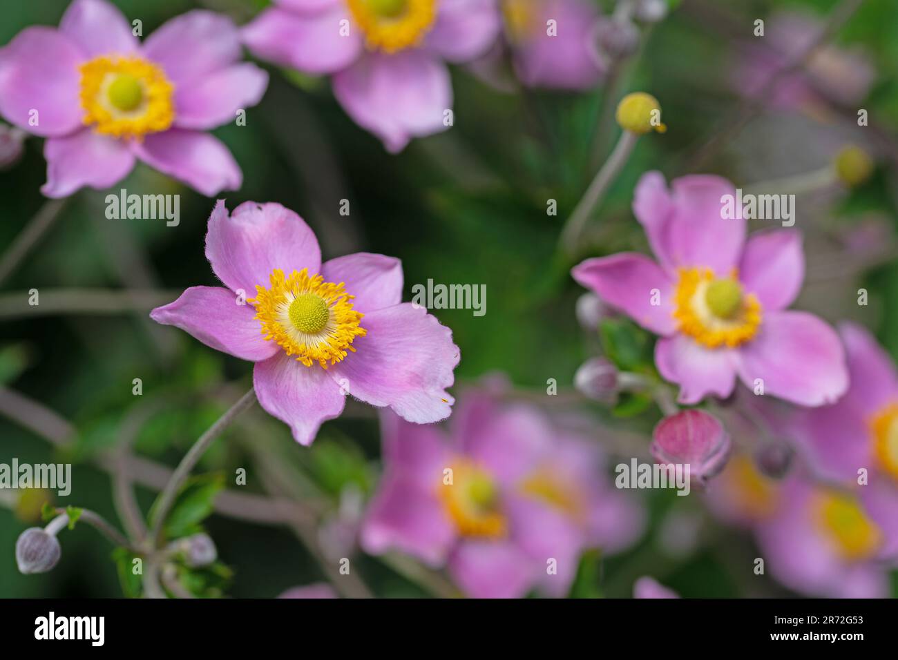 Blooming autumn anemone, Anemone hupehensis Stock Photo - Alamy