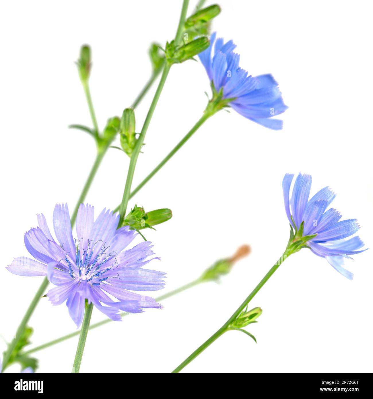 Chicory blossoms, Cichorium intybus, against white background Stock ...