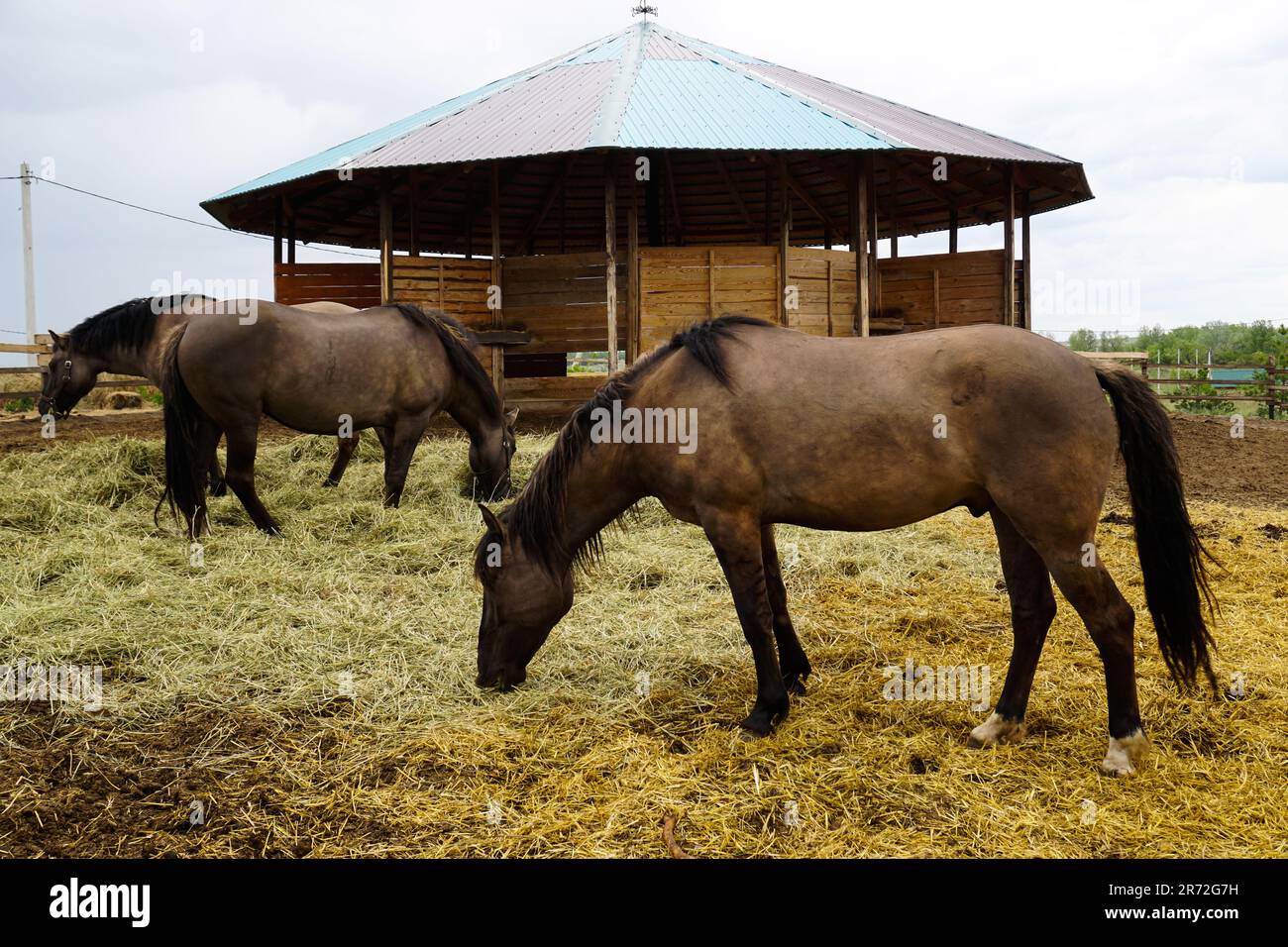 High quality fodder hi-res stock photography and images - Alamy