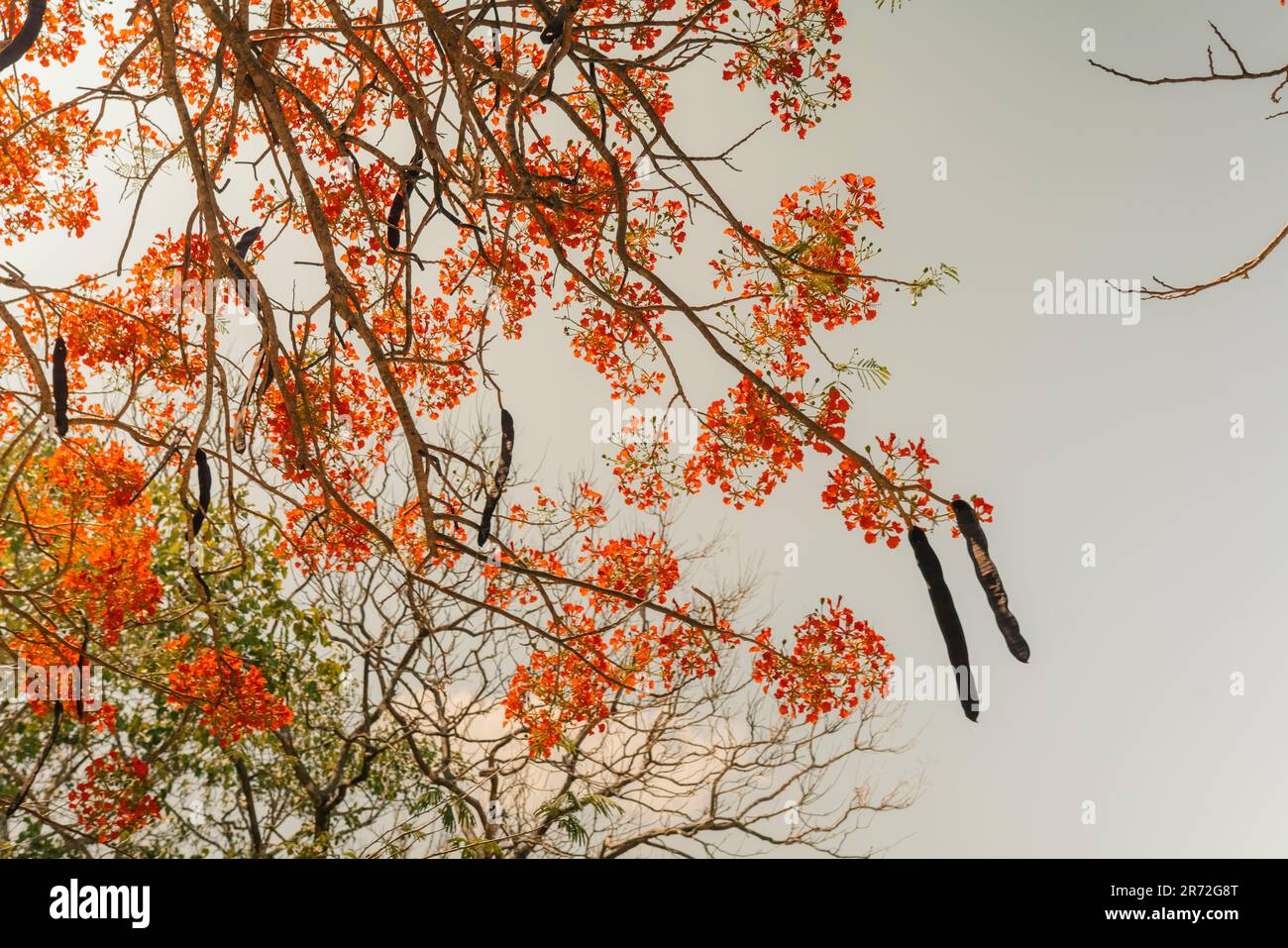 Royal poinciana, flame tree, flamboyant tree. Amazing red and yellow ...