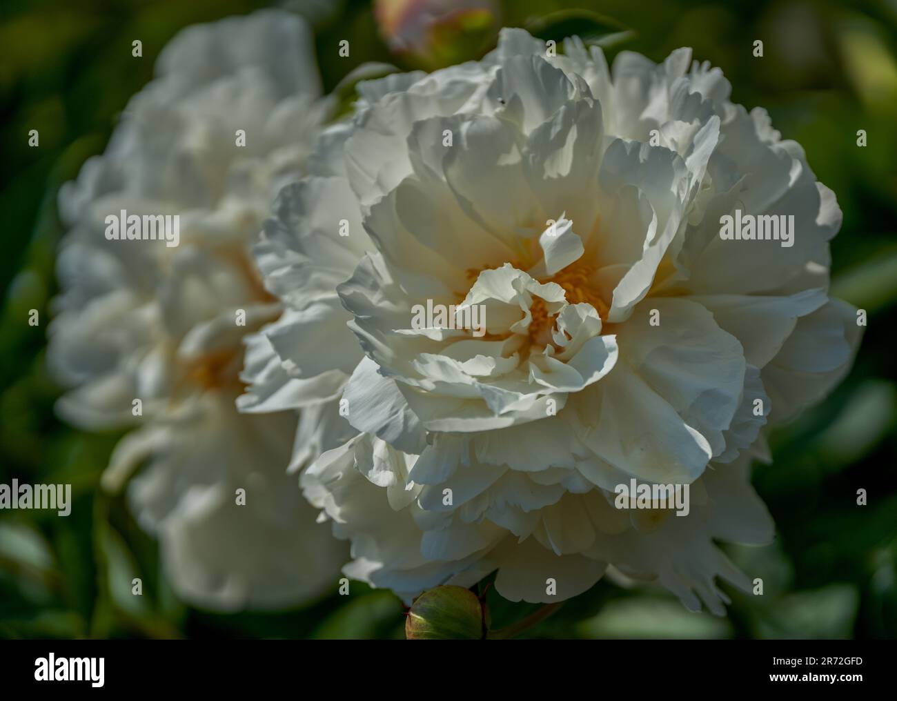 Lush colorfull colourfull charming fragile peony flower close up ...