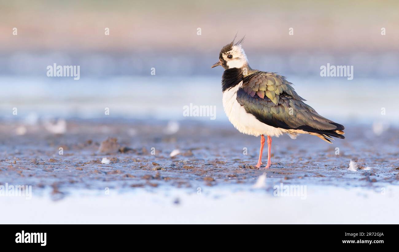Lapwing feathers close up hi-res stock photography and images - Alamy