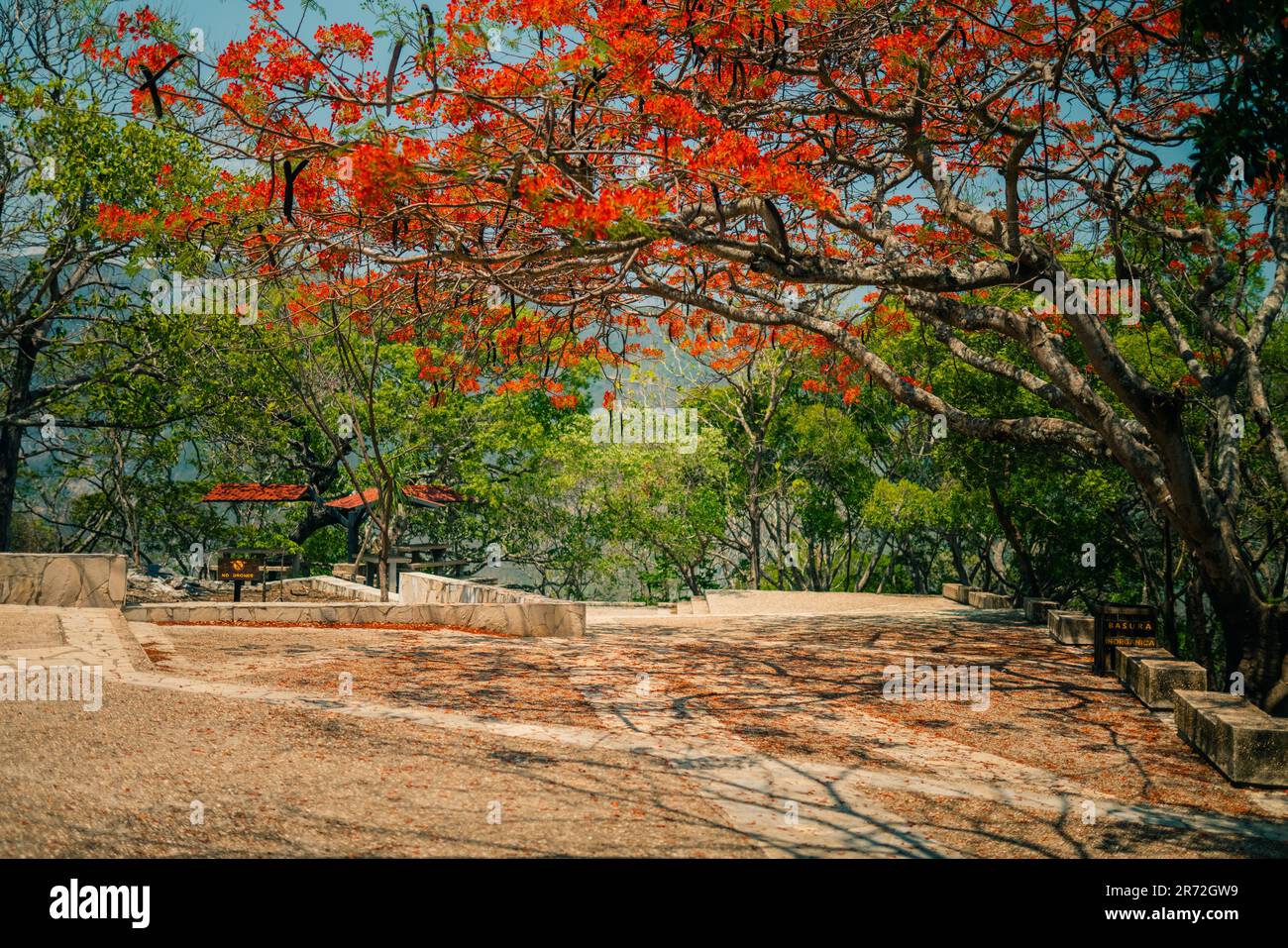 Royal poinciana, flame tree, flamboyant tree. Amazing red and yellow ...