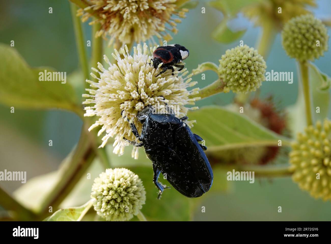 A close-up shot of a flower plant with several black bugs and other ...