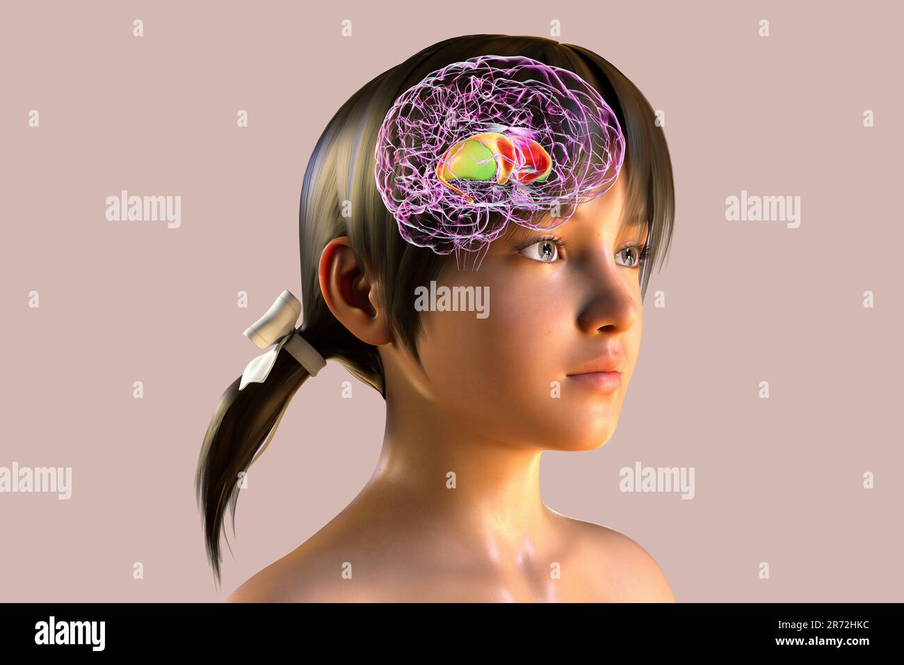 Dorsal striatum highlighted in child's brain and close-up view of its ...
