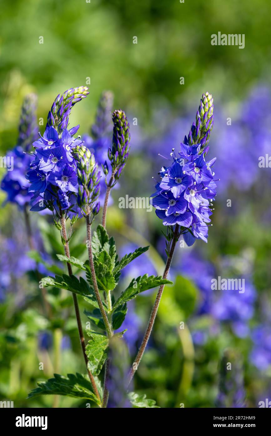 Close up of garden speedwell (veronica longifolia) flowers in bloom ...