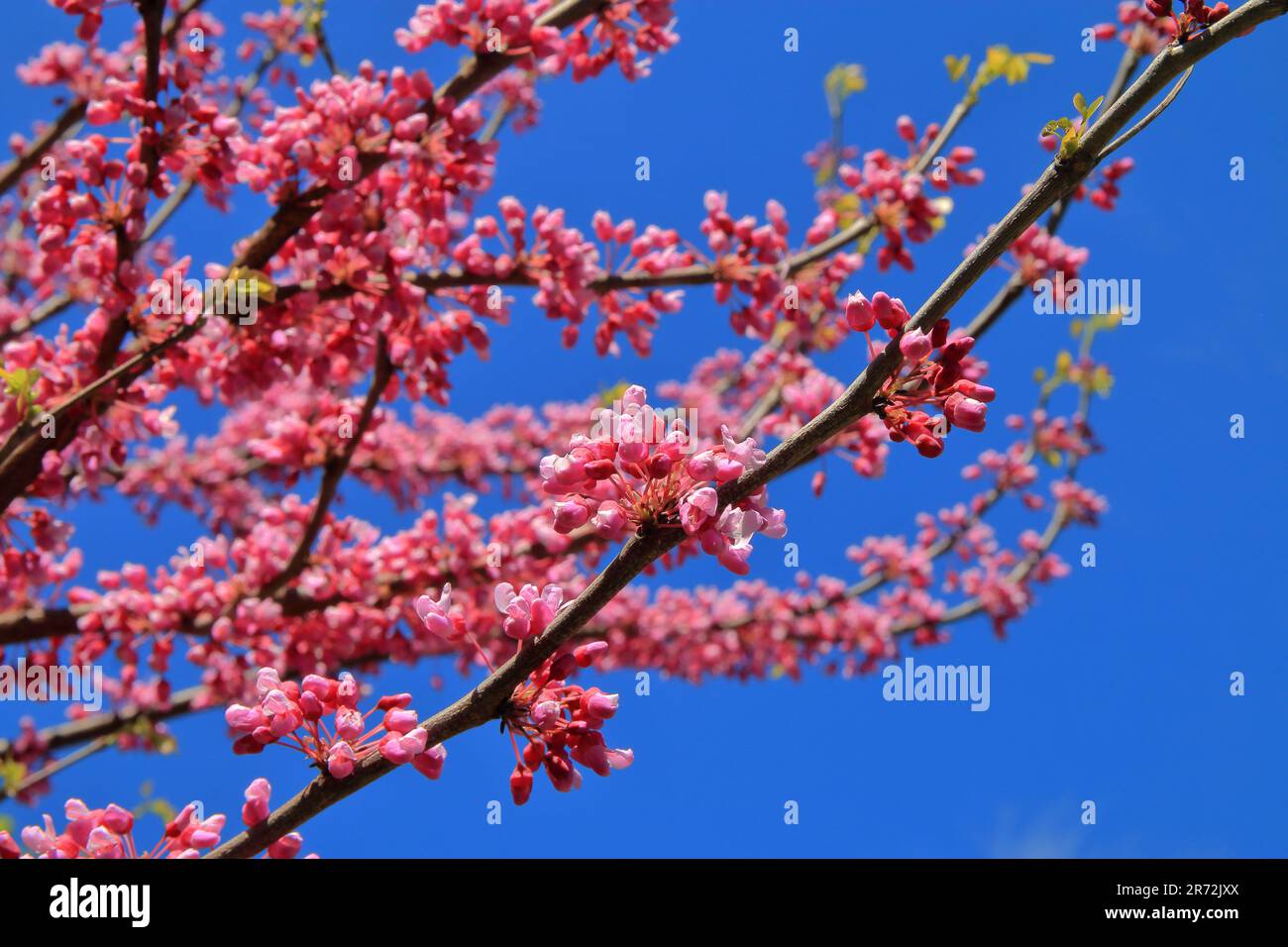 The photo was taken in Odessa, Ukraine. The picture shows a beautiful ...