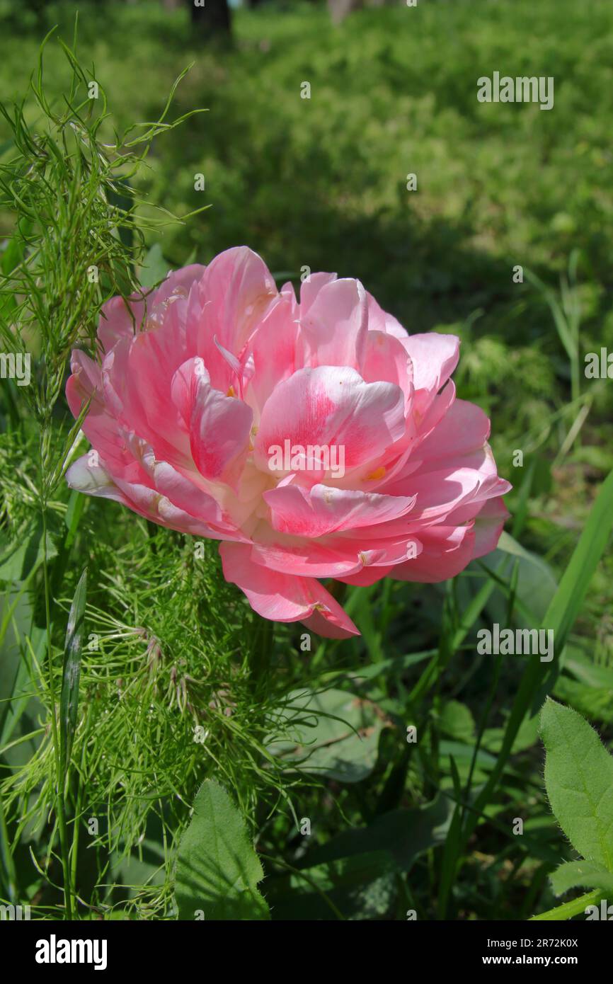 The photo shows a rare variety of pink tulip Stock Photo - Alamy
