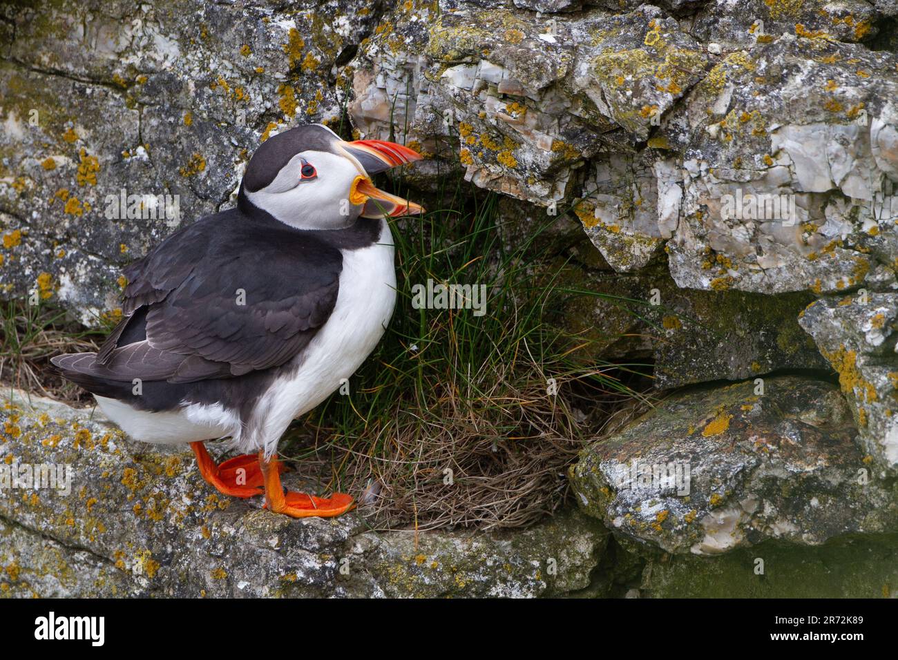 Atlantic puffin bempton cliffs hi-res stock photography and images - Alamy
