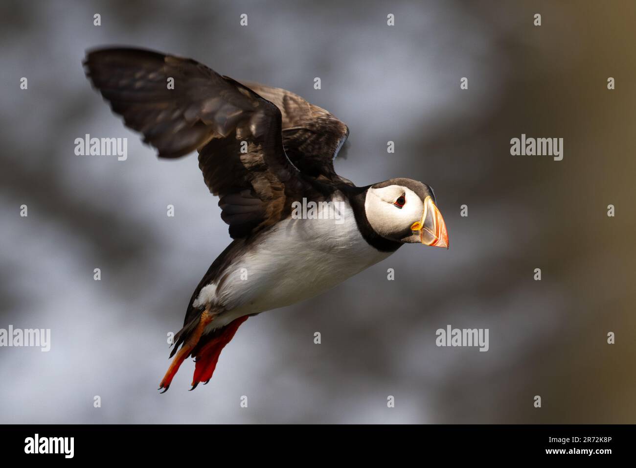 Puffin in flight at RSPB Bempton Cliffs Stock Photo - Alamy