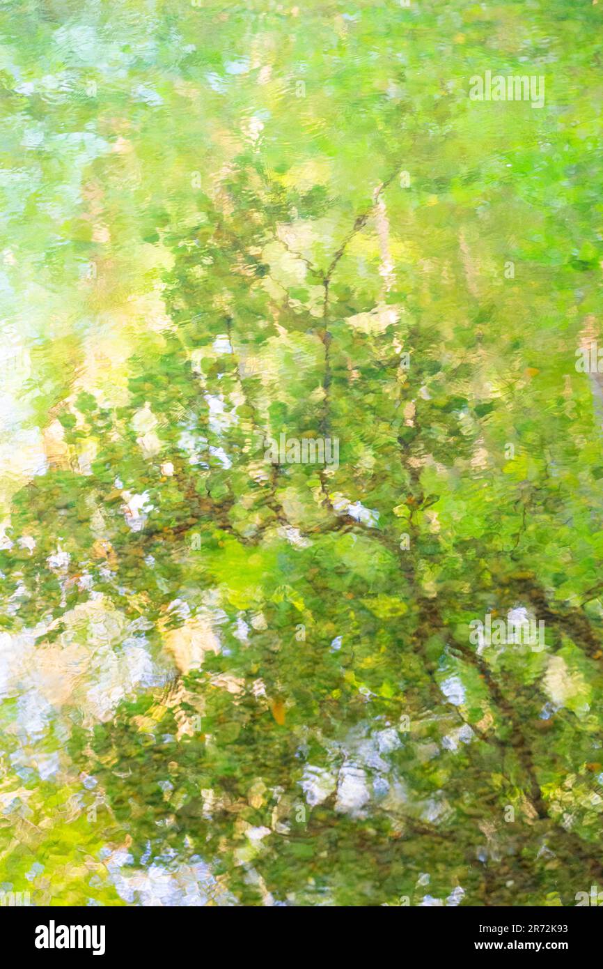 Tree and leaves reflections in water hi-res stock photography and ...