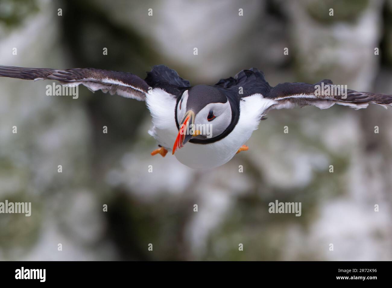 Puffin in flight at RSPB Bempton Cliffs Stock Photo - Alamy