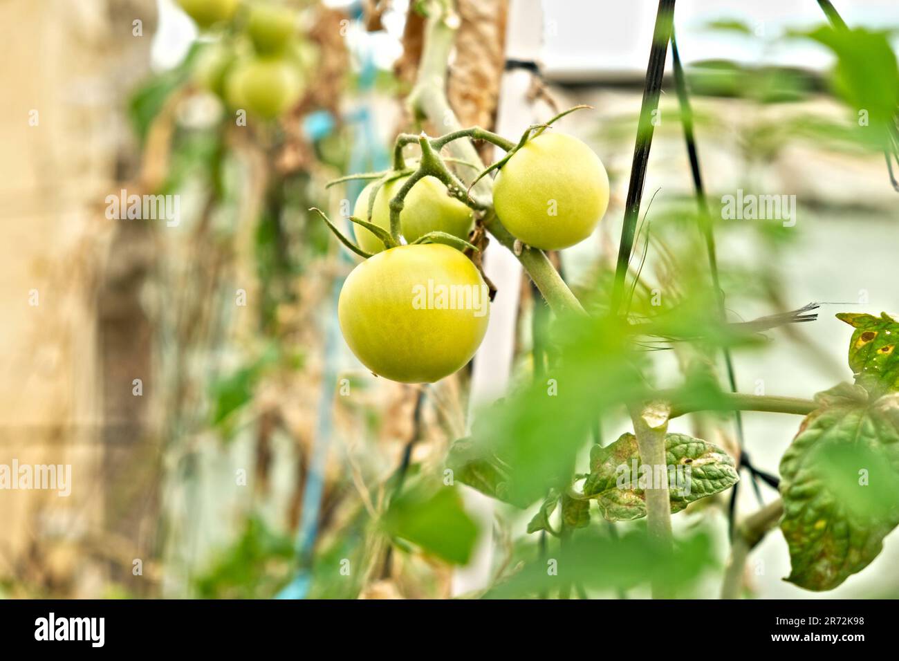 green tomato tomatoes perfect source for a vegan salad Stock Photo - Alamy