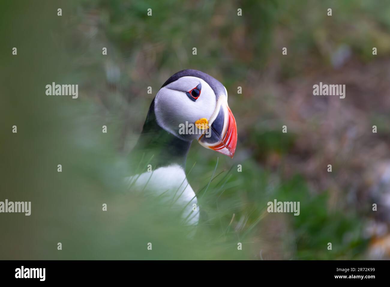 An Atlantic Puffin on the rocks at RSPB Bempton Cliffs Stock Photo - Alamy