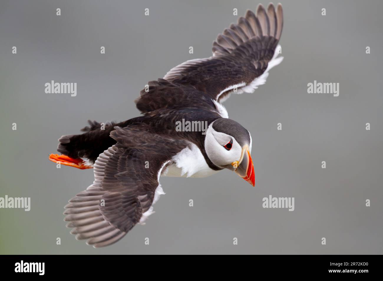 Puffin in flight at RSPB Bempton Cliffs Stock Photo - Alamy