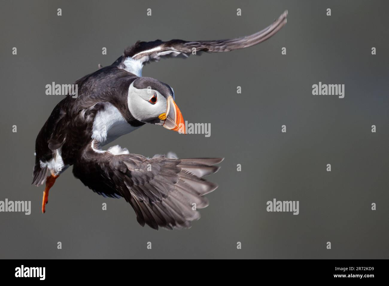Puffin flying north atlantic hi-res stock photography and images - Alamy