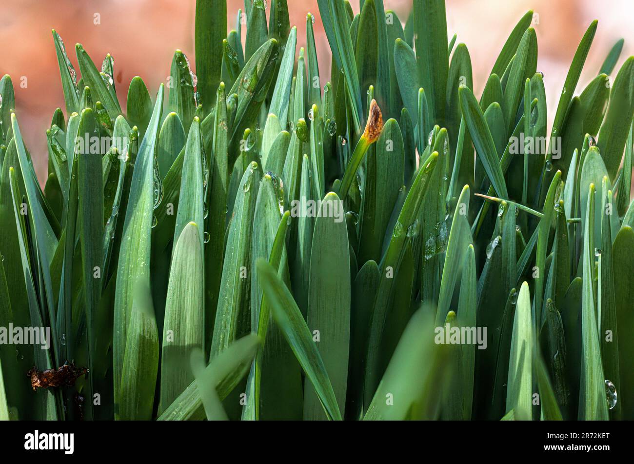 A lush green shrub with bright green blades of grass growing at its ...