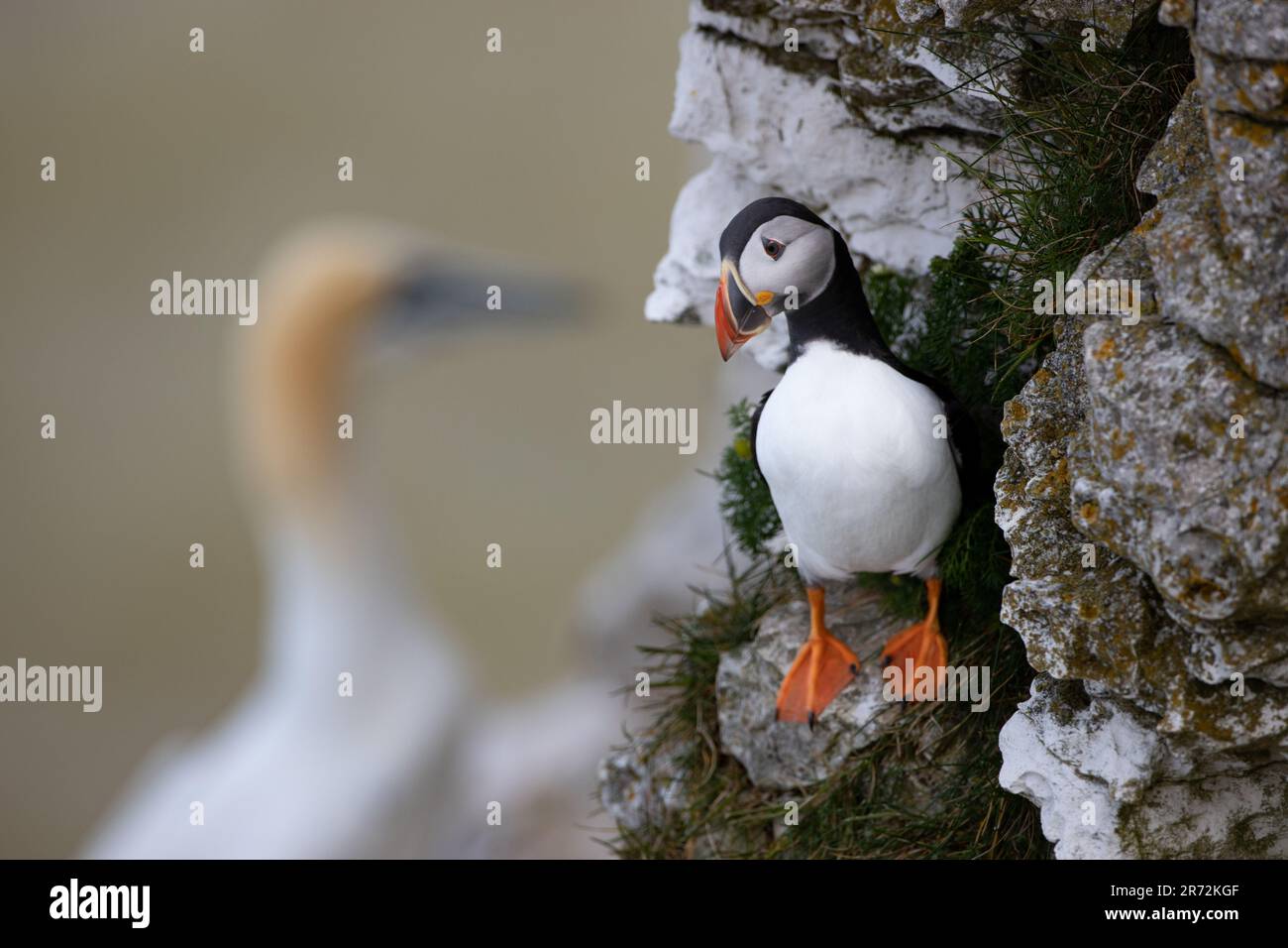 An Atlantic Puffin on the rocks at RSPB Bempton Cliffs Stock Photo - Alamy
