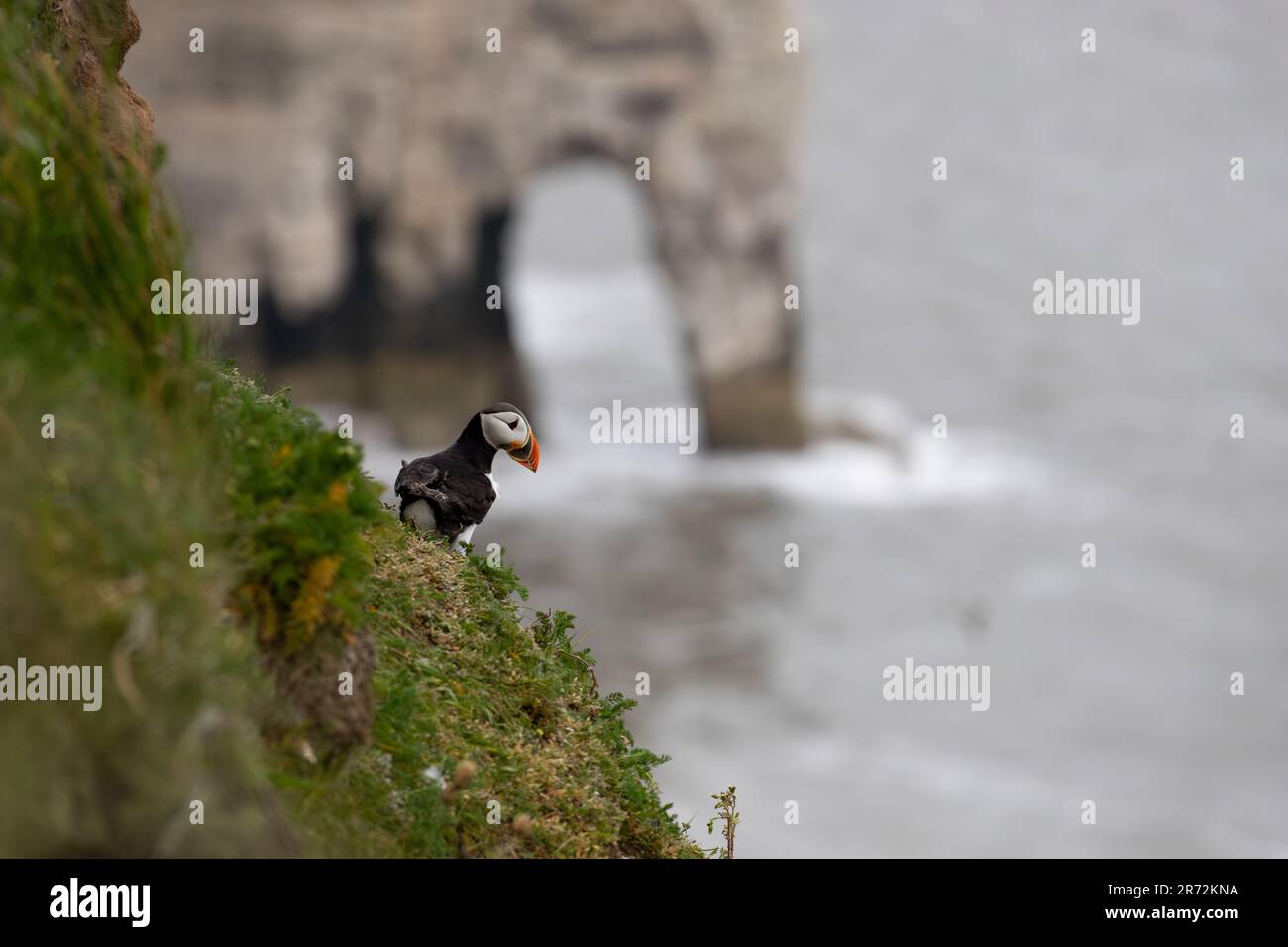 An Atlantic Puffin on the rocks at RSPB Bempton Cliffs Stock Photo - Alamy