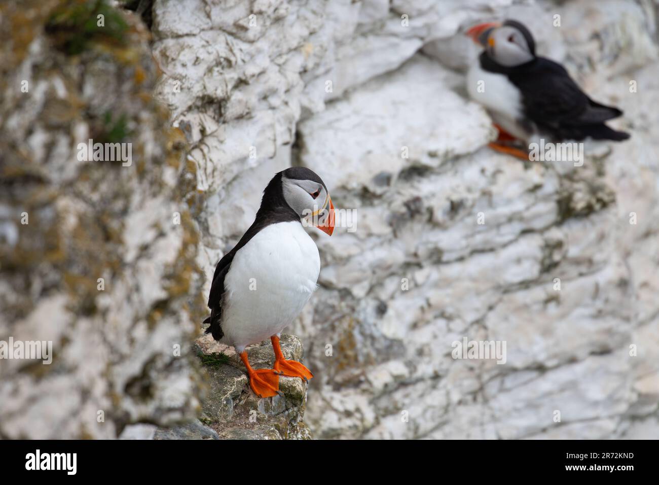 Puffins at rspb bempton cliffs hi-res stock photography and images - Alamy