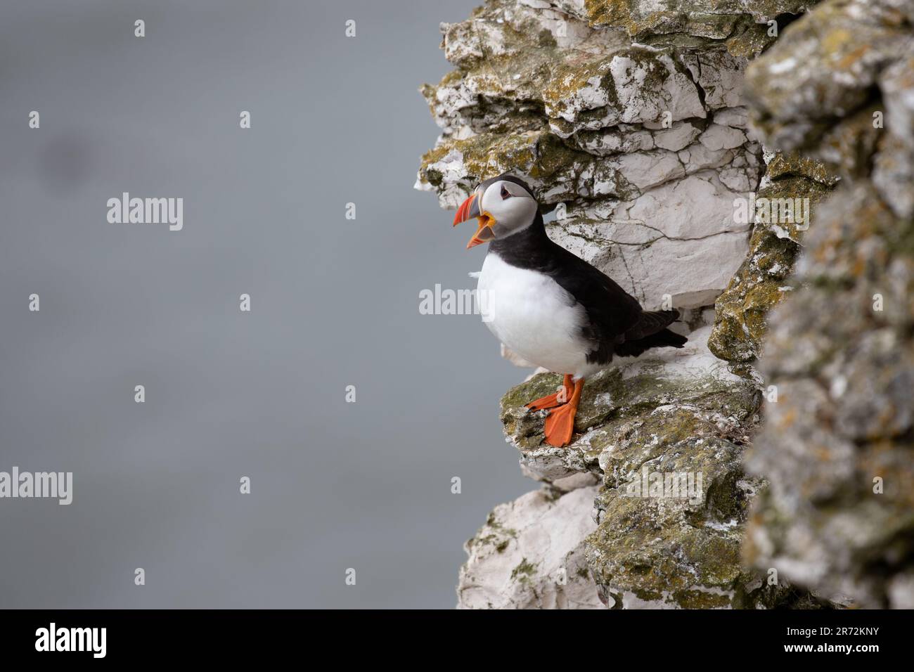 An Atlantic Puffin on the rocks at RSPB Bempton Cliffs Stock Photo - Alamy