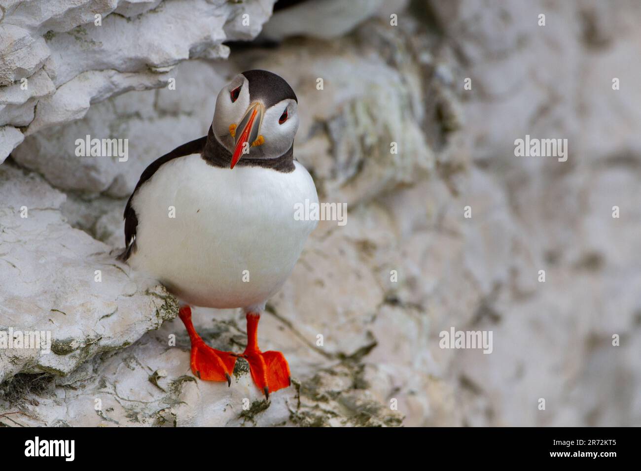 An Atlantic Puffin on the rocks at RSPB Bempton Cliffs Stock Photo - Alamy