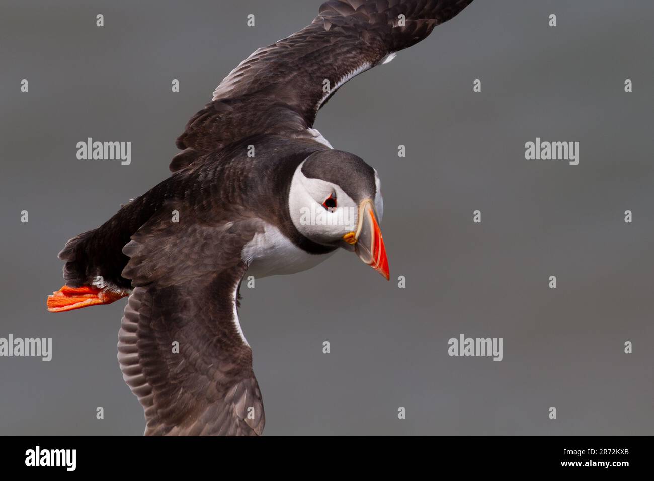 Puffin in flight at RSPB Bempton Cliffs Stock Photo - Alamy