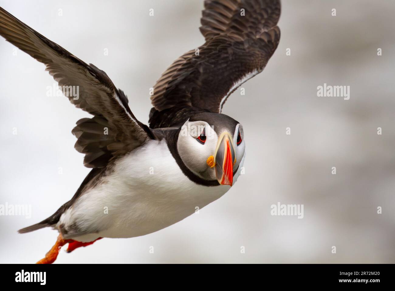 Puffin in flight at RSPB Bempton Cliffs Stock Photo - Alamy