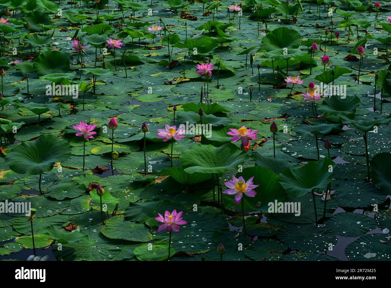 Behold a blooming water lily amidst cloudy skies—a captivating blend of ...