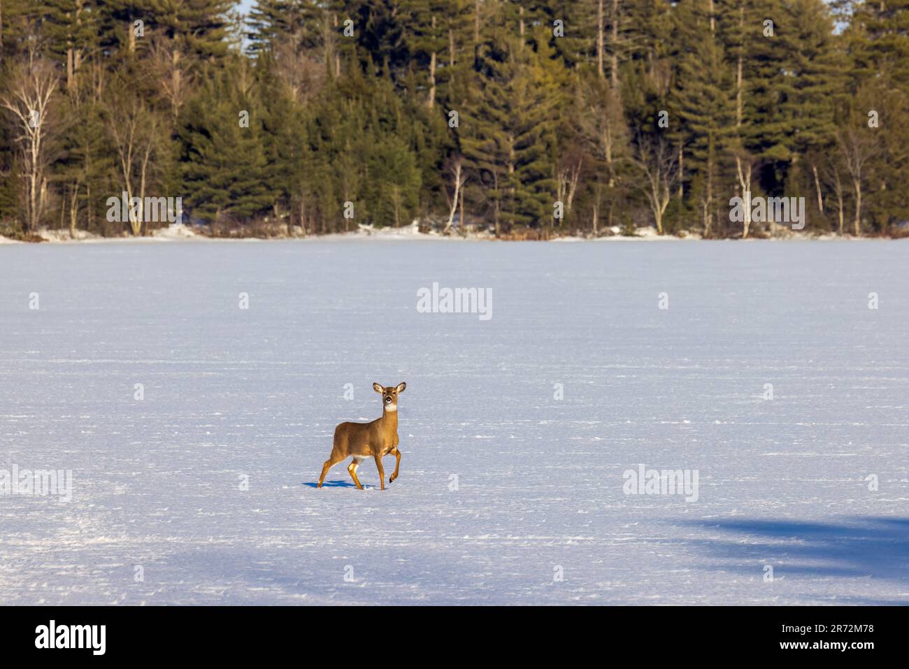 White-tailed doe on a snow-covered lake in northern Wisconsin Stock ...