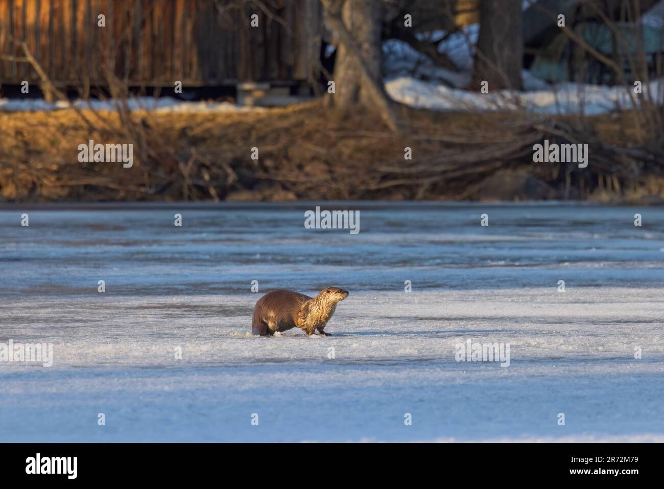 River otter on Blaisdell Lake in northern Wisconsin Stock Photo - Alamy