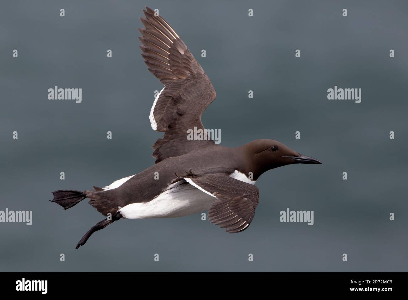 Guillemot in flight at RSPB Bempton Cliffs Stock Photo - Alamy