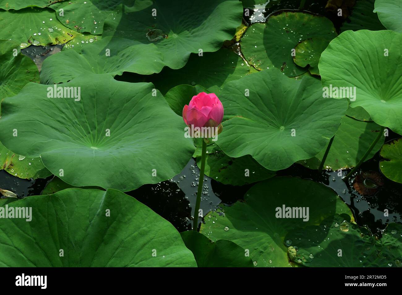 Behold a blooming water lily amidst cloudy skies—a captivating blend of ...