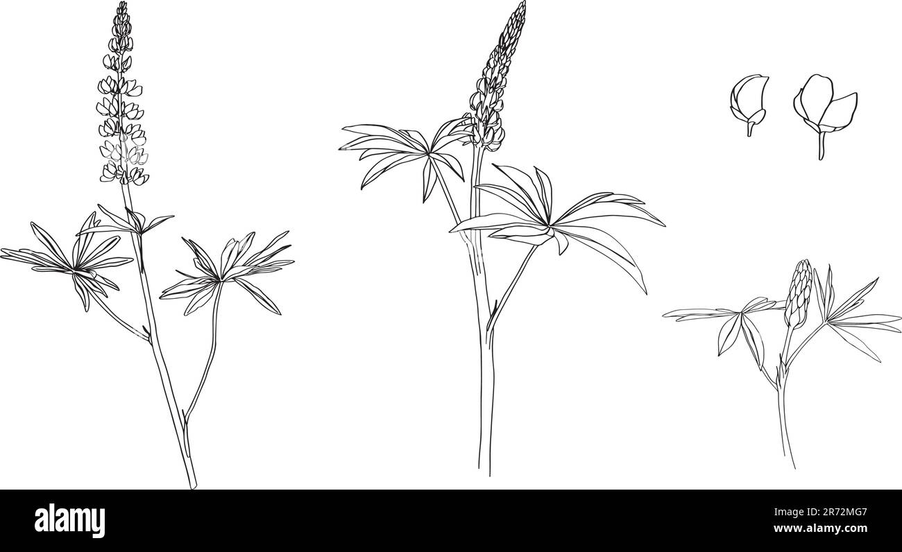 Sketch Floral Botany Collection. lupine flower. Lupinus drawings. Black ...