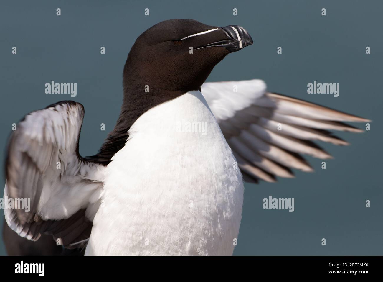 A razorbill hi-res stock photography and images - Alamy