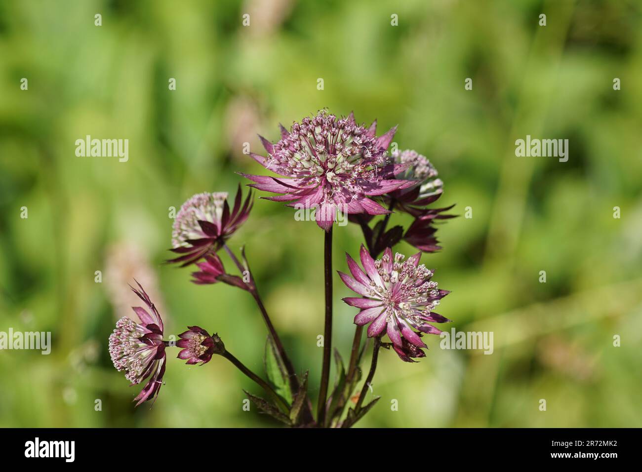 Closeup Flowers of Astrantia major 'Primadonna', the great masterwort ...
