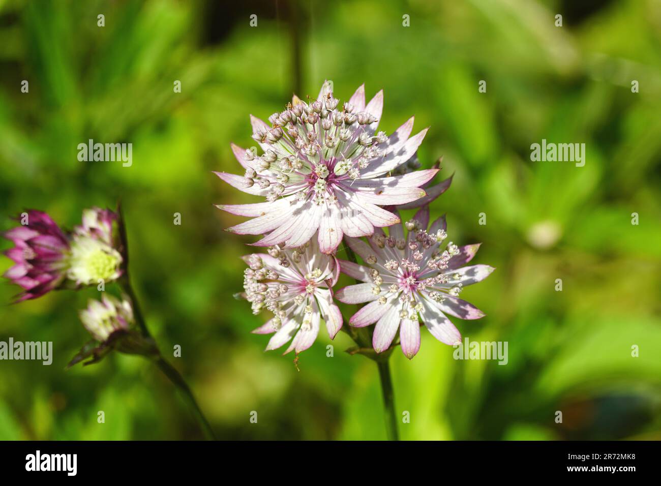 Closeup Flowers of Astrantia major 'Primadonna', the great masterwort ...