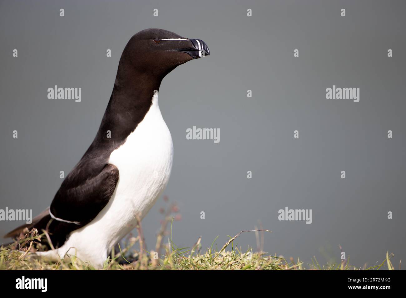 A razorbill hi-res stock photography and images - Alamy