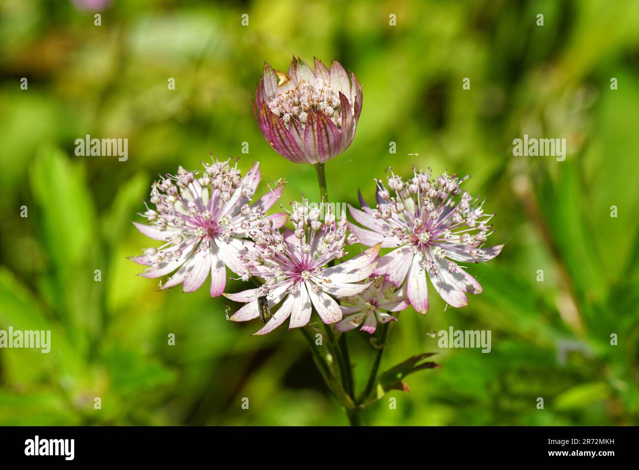 Closeup Flowers of Astrantia major 'Primadonna', the great masterwort ...