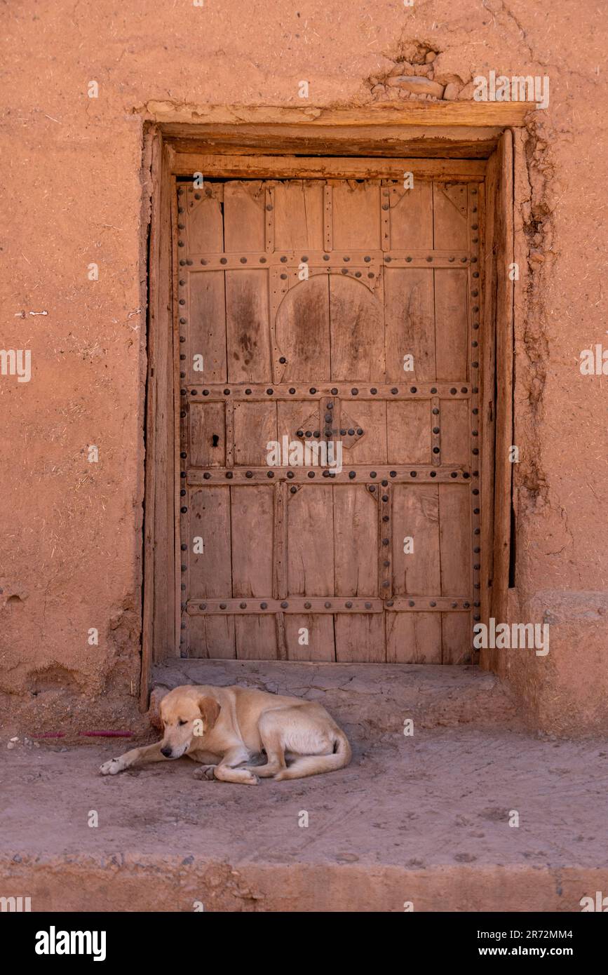 A dog laying in front of a closed door of a berber house, Draa valley ...