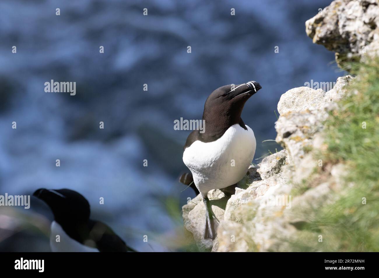 A razorbill hi-res stock photography and images - Alamy