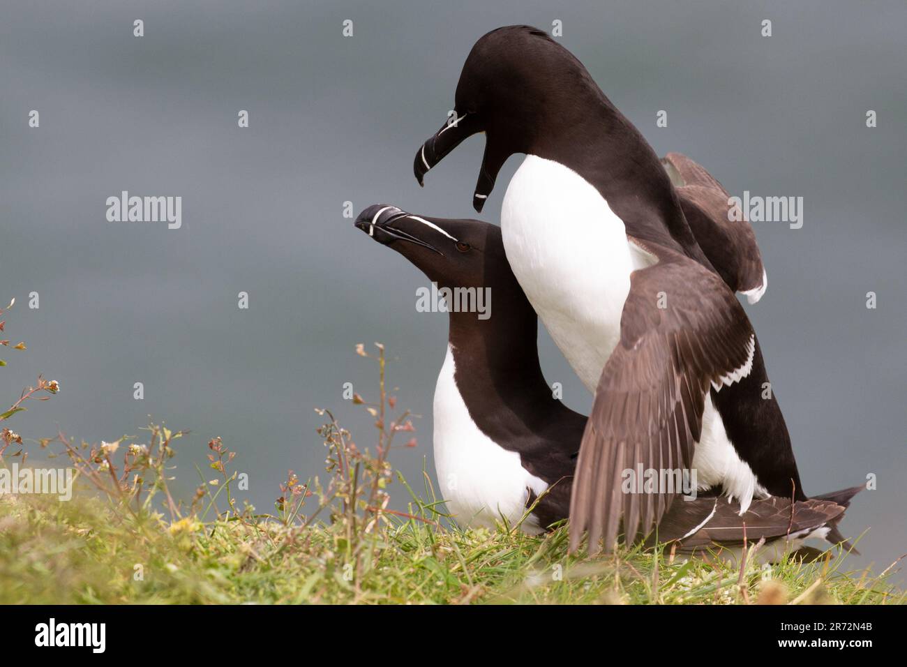 Razorbills mating at RSPB Bempton Cliffs Stock Photo - Alamy
