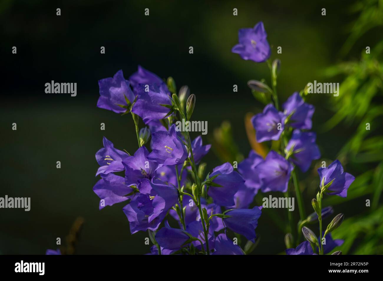 Blue violet bell flower with green grass and sunny shine near water ...