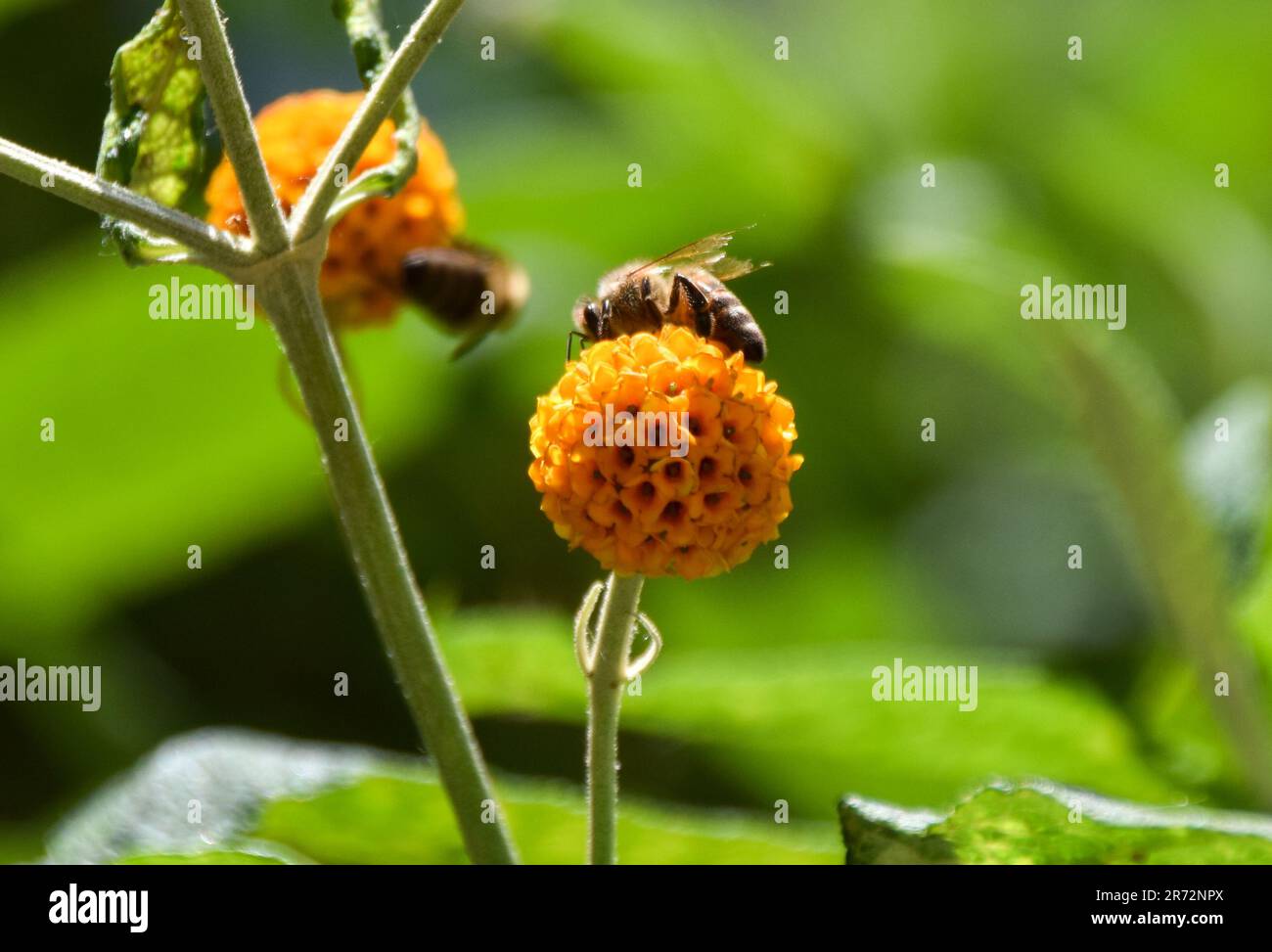 Pollinates animals pollination hi-res stock photography and images - Alamy