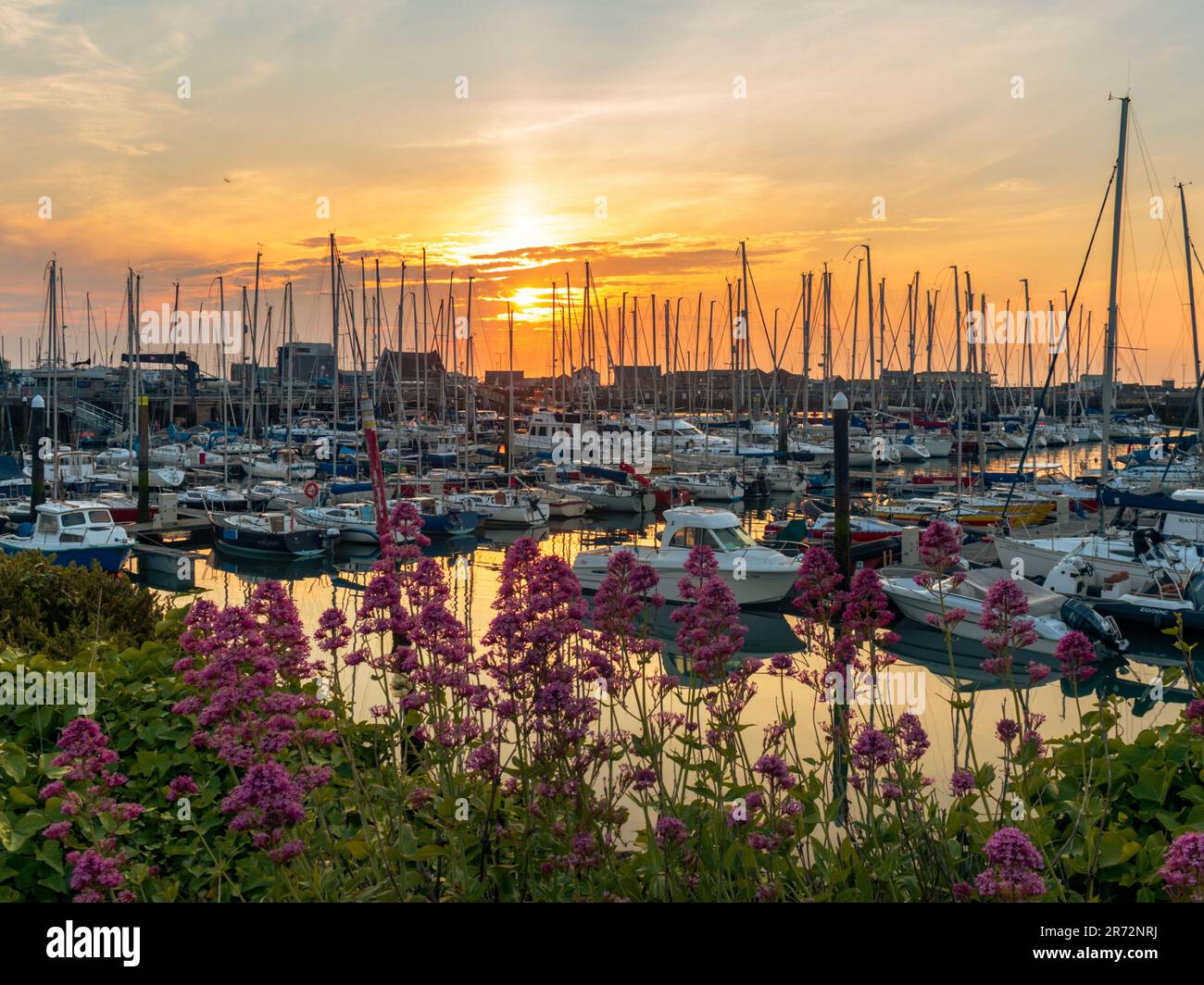 Howth flora hi-res stock photography and images - Alamy